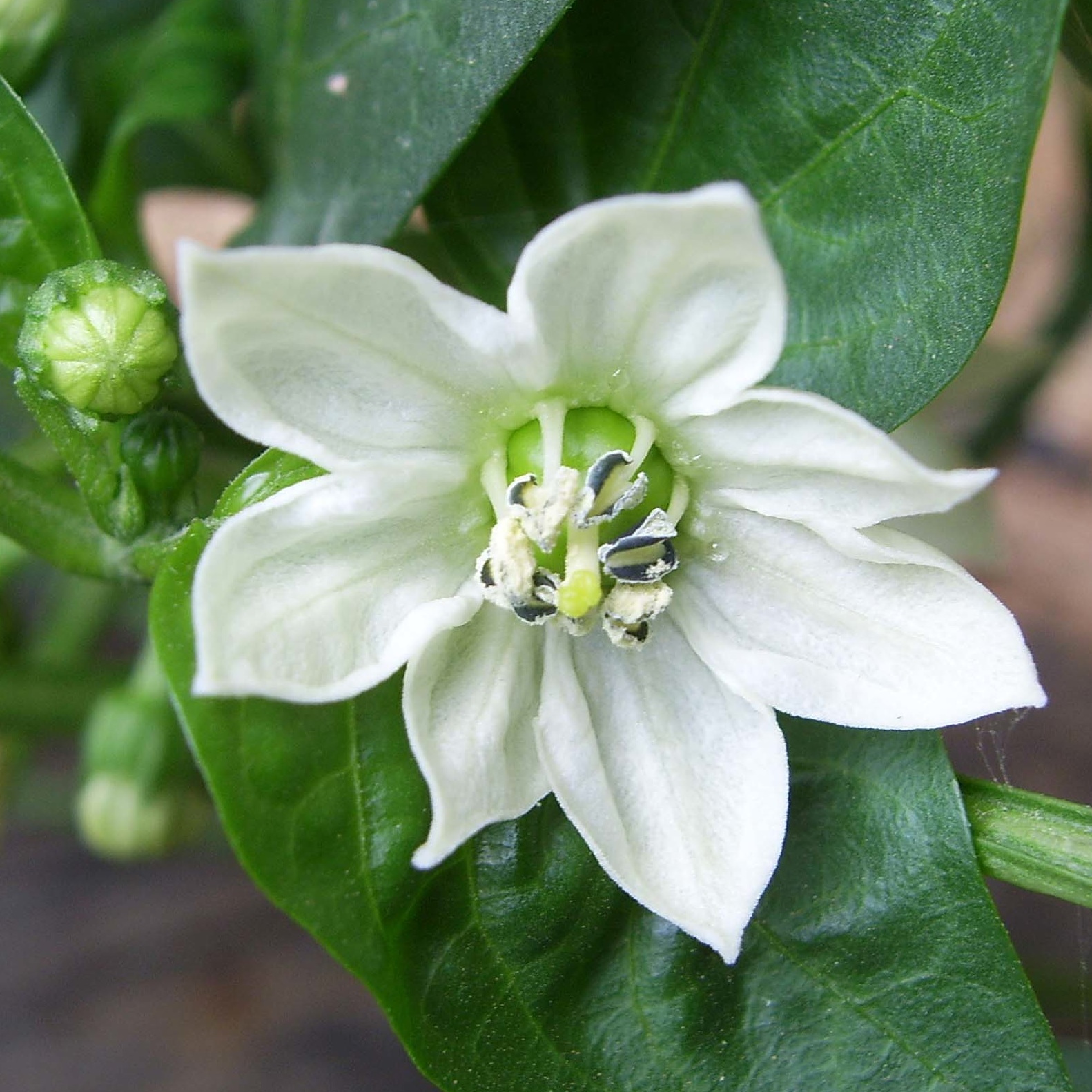 MALINALLI · herbolaria médica: CHILE, AJÍ PICANTE, CAYENA, PÁPRIKA ...