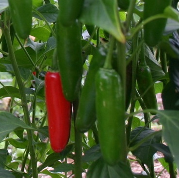 MALINALLI · herbolaria médica: CHILE, AJÍ PICANTE, CAYENA, PÁPRIKA ...