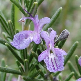MALINALLI · herbolaria médica: ROMERO - Rosemary - Rosmarinus officinalis