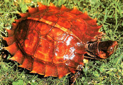 Kura Kura, Labi Labi, Bulus Atau Penyu ? | reptilovers