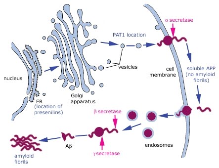 Aptamer Project Site - 10% APS for Everyone: Selection Against Amyloid ...