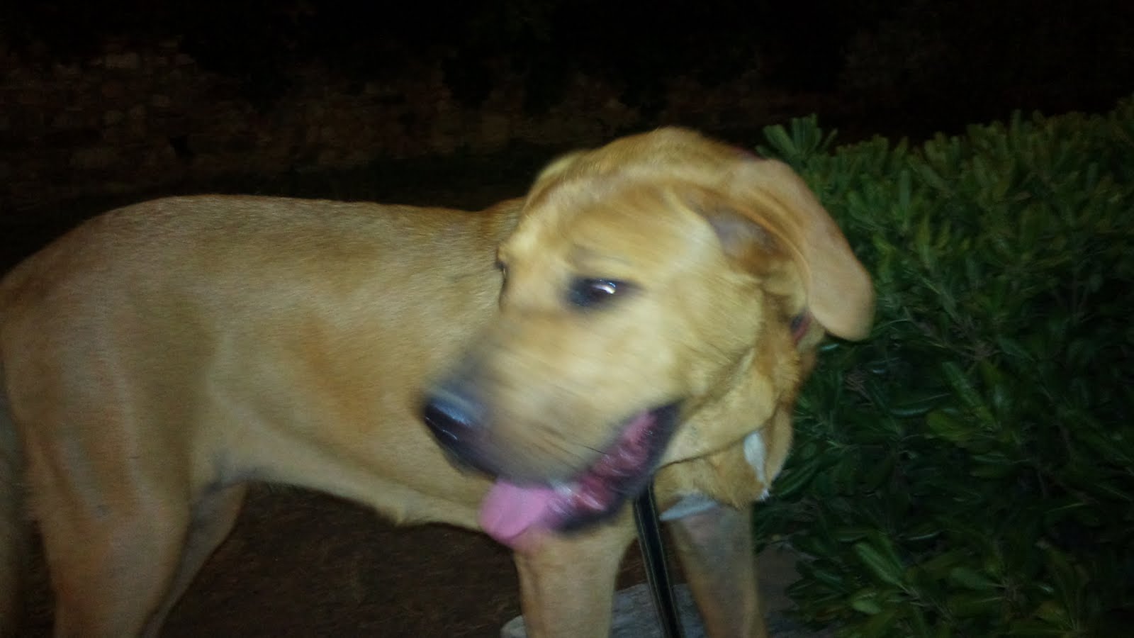 TOSA INU & ENGLISH BULL TERRIER: BELLA FEMALE TOSA INU FROM RED BULL ...