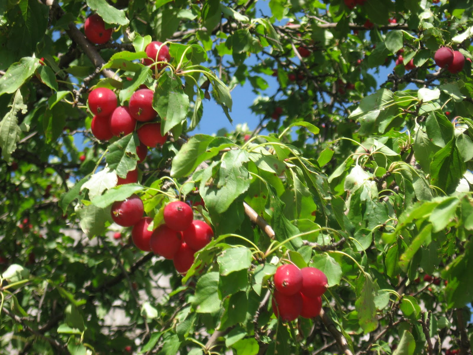 Mexico at Last: Apples