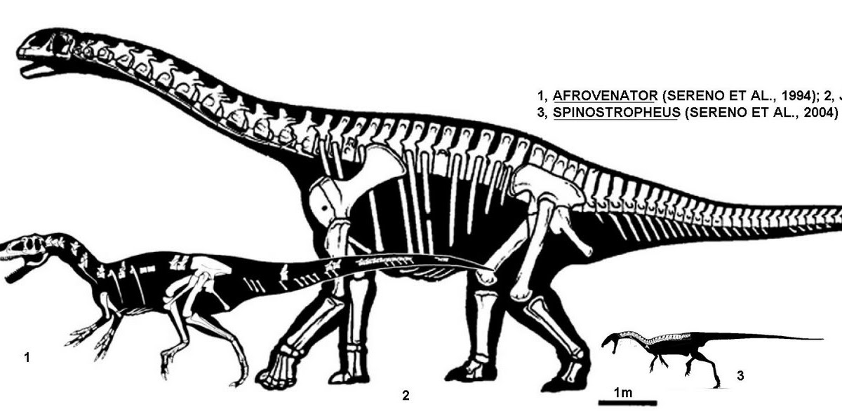 Theropoda: Afrovenator, Spinostropheus (e Jobaria): Mondo Perduto o ...