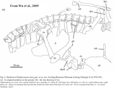 Theropoda: Shidaisaurus jinae Wu et al. (2009) e l'evoluzione dei ...