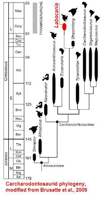 Theropoda: Labocania anomala (Molnar, 1974): L’ultimo ...