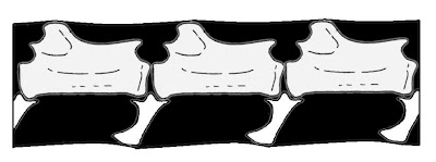 Theropoda: Kemkemia auditorei (Cau & Maganuco, 2009) - Quarta Parte ...