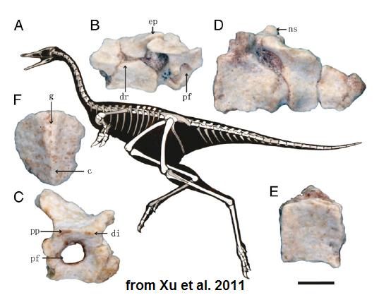 Theropoda: Linhenykus monodactylus Xu et al. (2011) ed il mosaico della ...