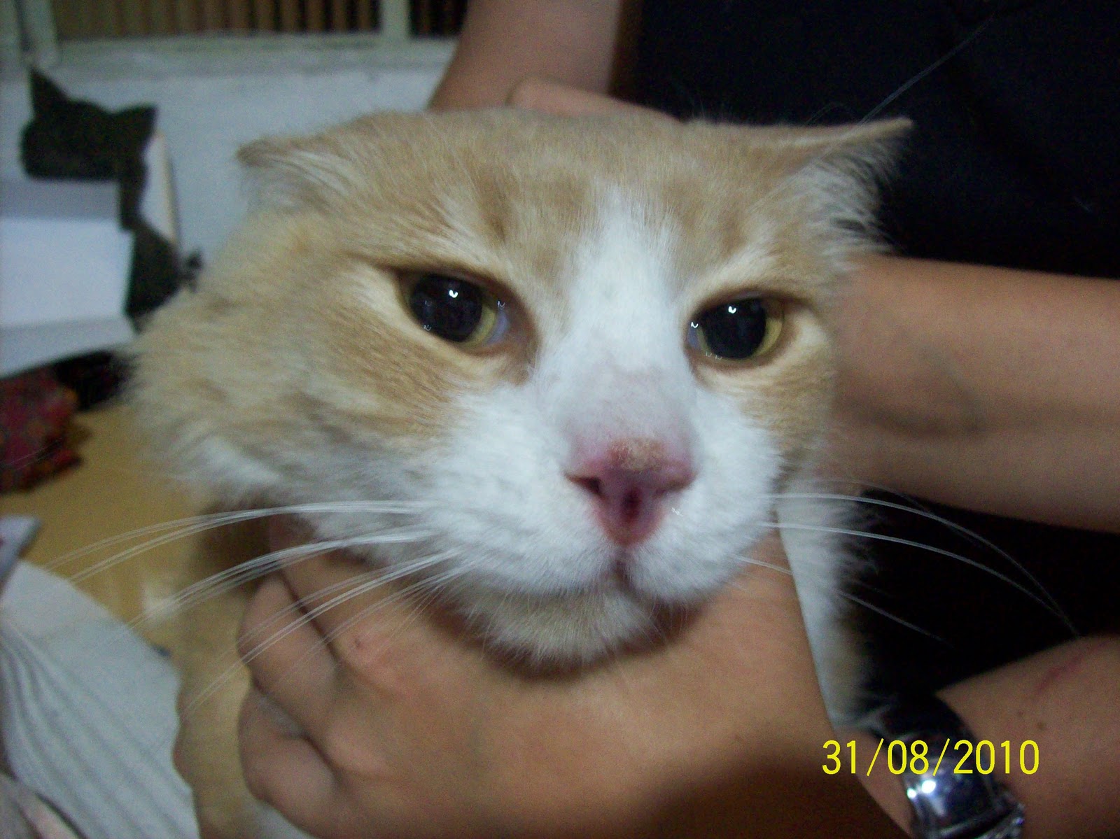 Criptococose Em Gatos Tratamento - RETOEDU