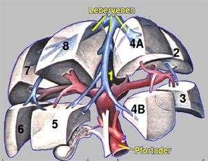 Medizinstudent: Leber Anatomie