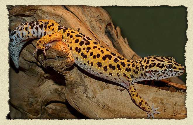 Leopard Gecko