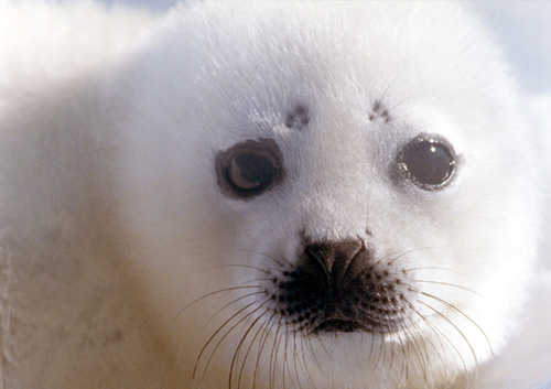 ¡hebeclafo!: ¡¡¡¡¡¡FOCAS!!!!!!