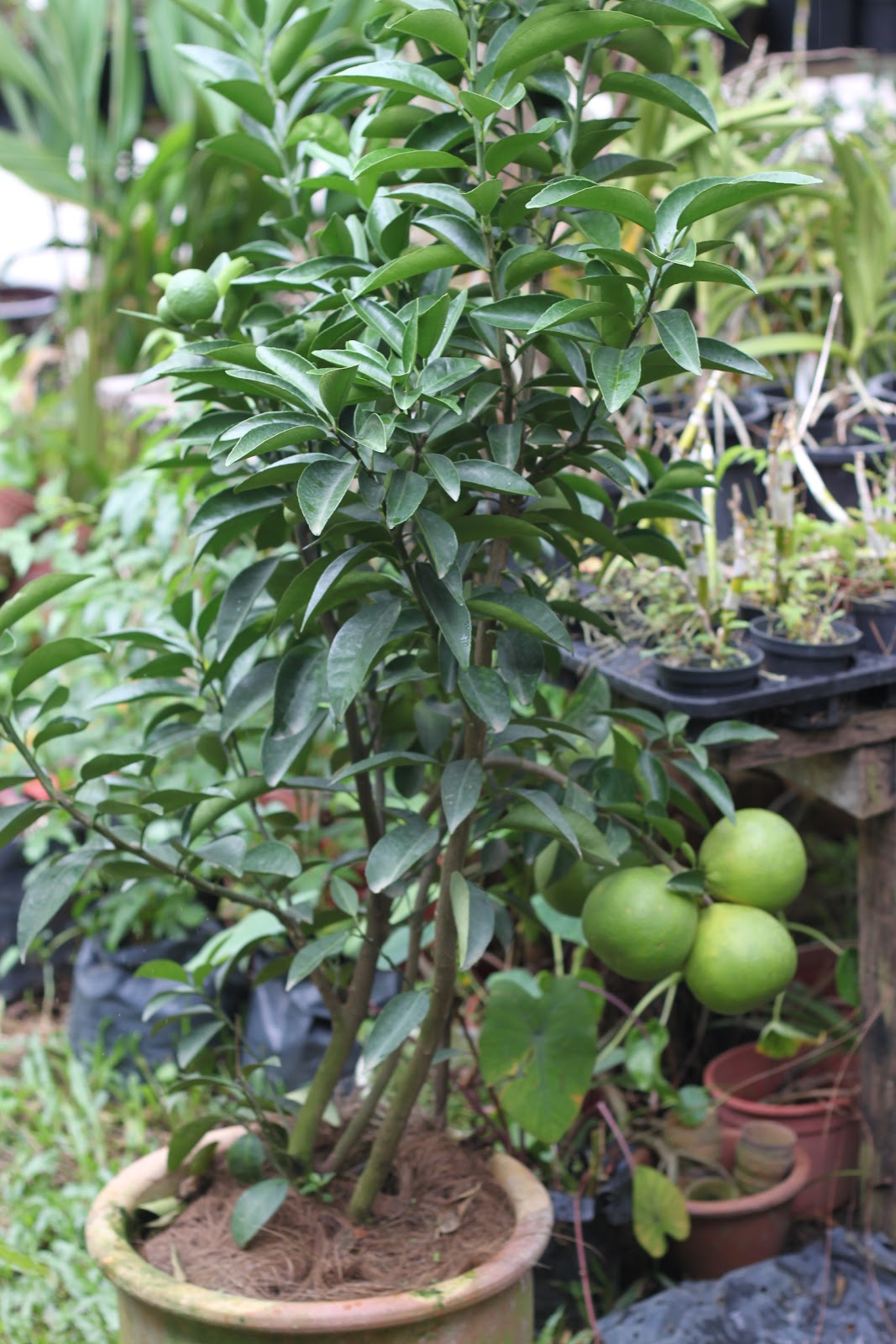 Anggur Tropika Garden Center: LIMAU BALI DALAM PASU