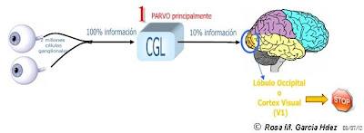 Explorando el Mundo de la Visión: ¿Dónde va lo que vemos ...