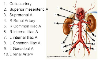 CT2009: Branches of the Abdominal Aorta