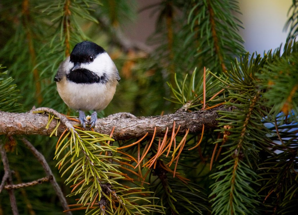 nefaeria: Luverly of the Week: Black-Capped Chickadee by Cynthia Zullo