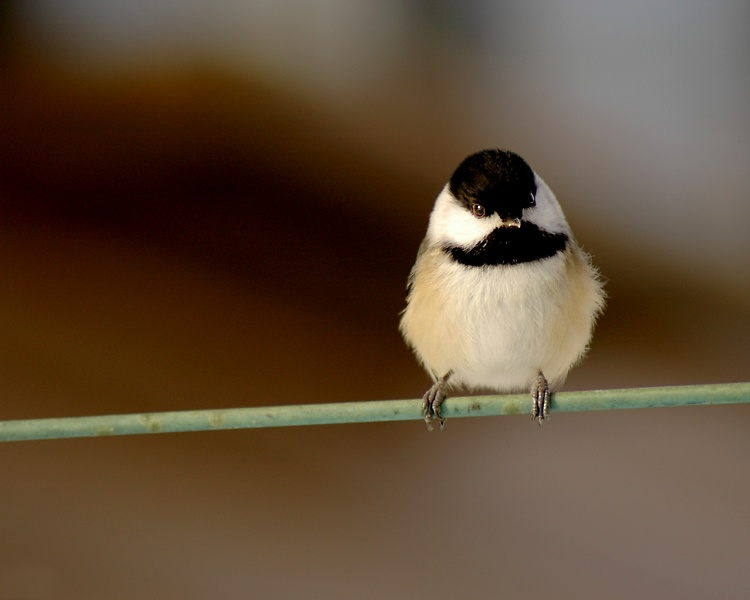 nefaeria: Luverly of the Week: Black-Capped Chickadee by Cynthia Zullo