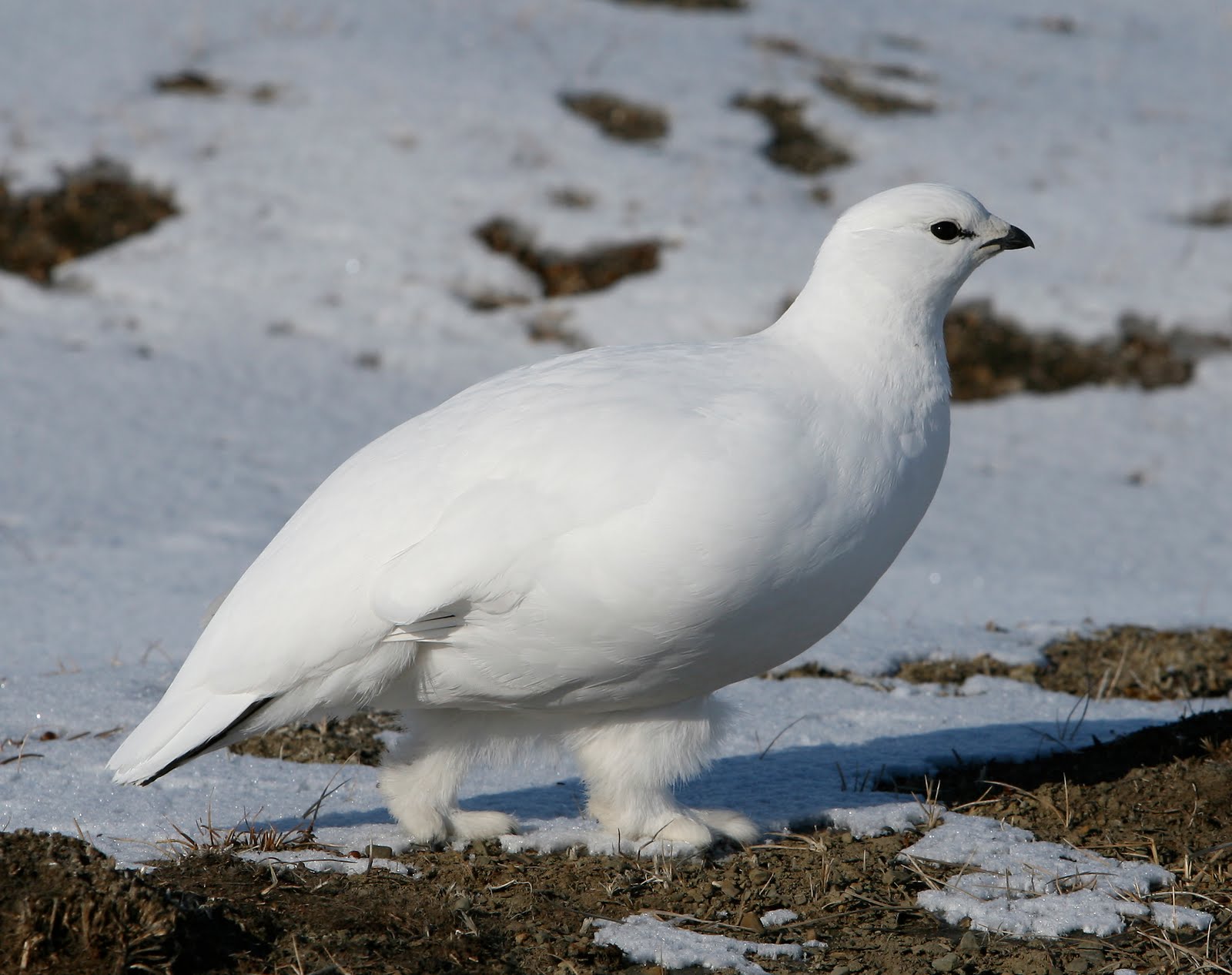 LIVET ER SVALBARD: Ryper i og utenfor Longyearbyen