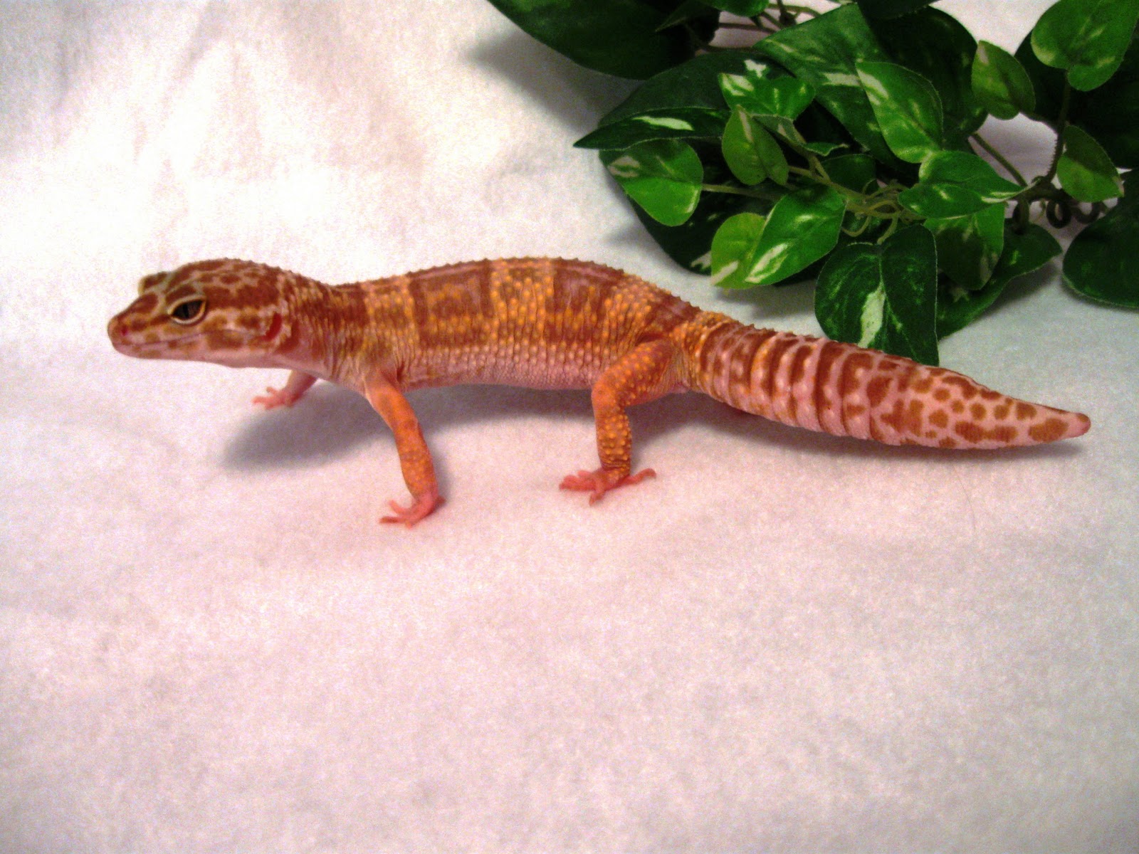 Heather's Reptiles: Leopard Gecko - Midnight & Moon