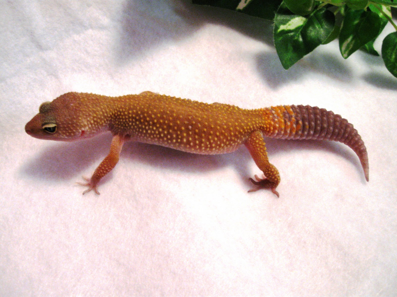 Heather's Reptiles: Leopard Gecko - Midnight & Moon