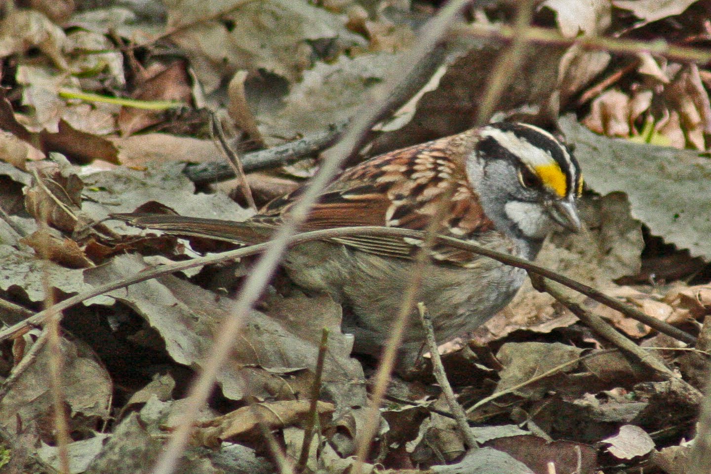 Dr. Bob's Bird Blog: Crane Creek State Park (Magee Marsh) Ohio