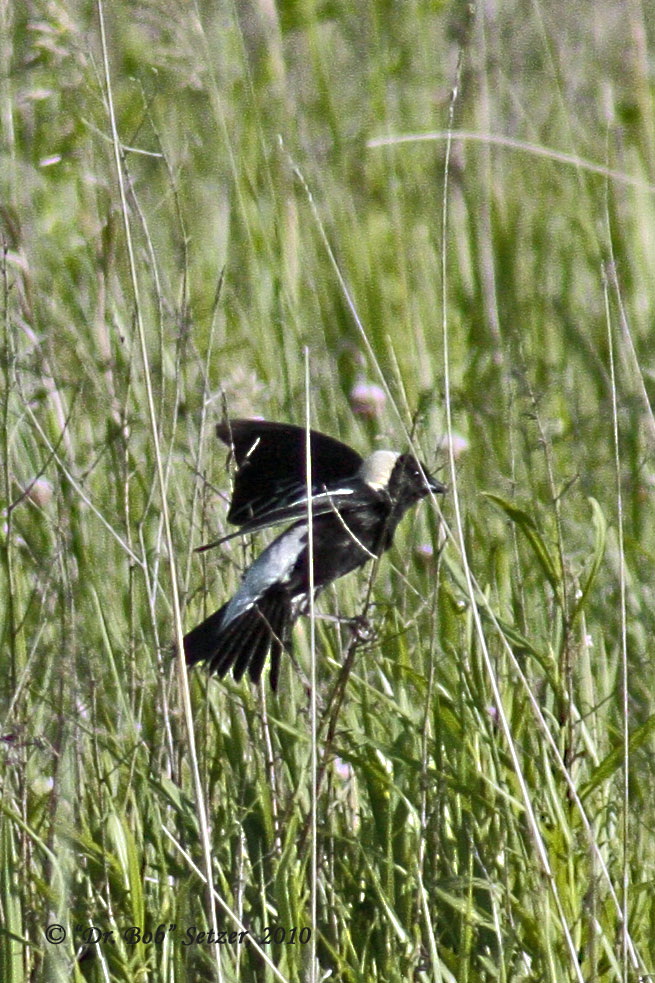 Dr. Bob's Bird Blog: Wetzel SRA (Macomb County) Michigan - 2010-06-09