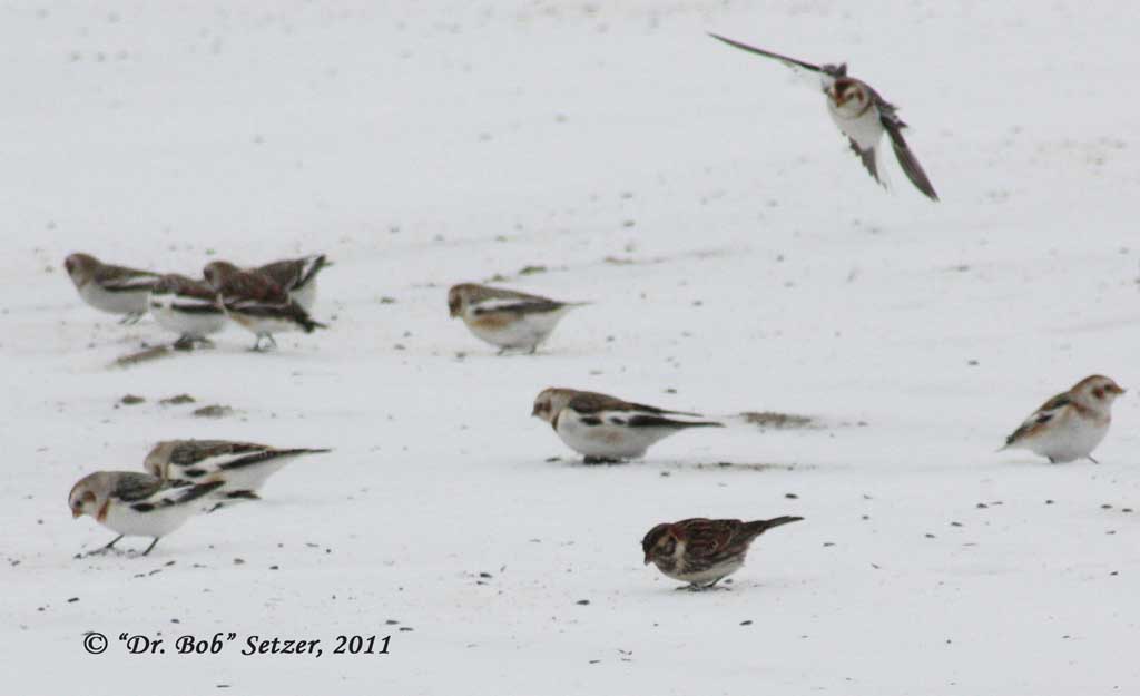 Dr. Bob's Bird Blog: 2011-01-26 Lapland Longspurs in Oakland County