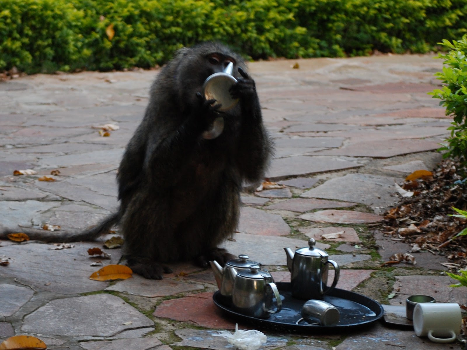 Pediatrics Gone to the Dawgs: Church, baboons, and ventilators: Sunday ...