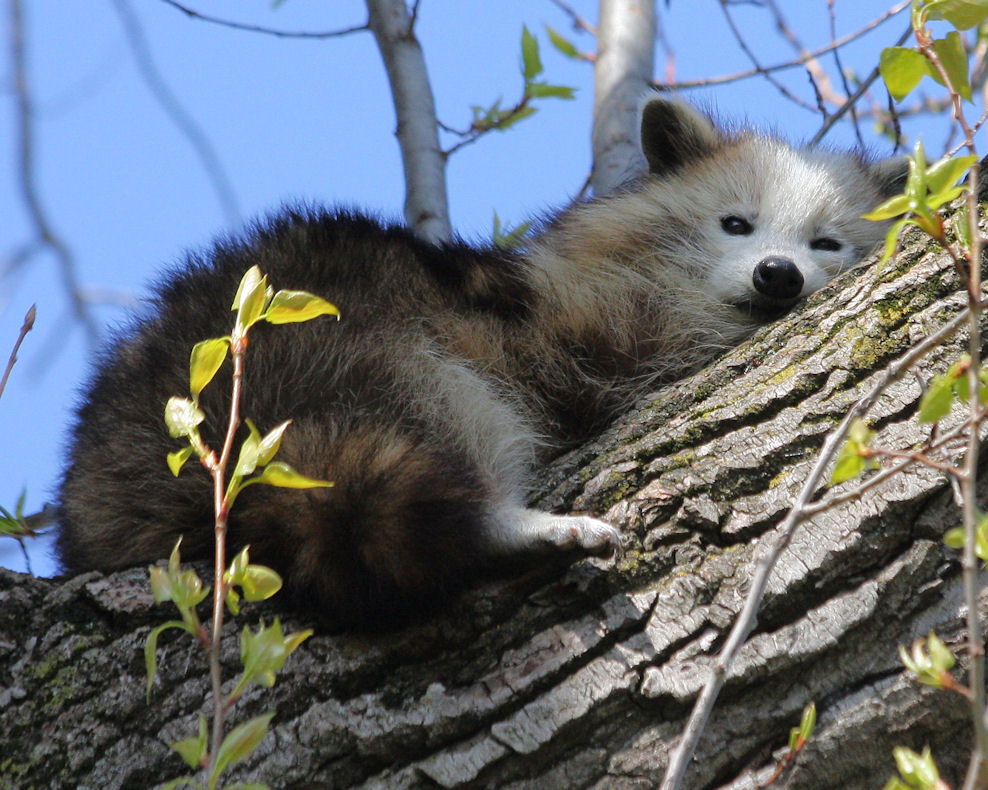 Thoughts and things: A special raccoon