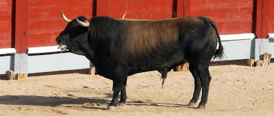 EL EREMITA: DAMAS, CABALLOS Y... MÁS TOROS.