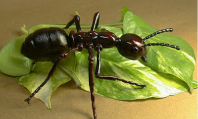 -Mundo_animal-: Insectos