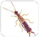 Servicio Integral de Plagas S.A. de C.V.: INSECTOS