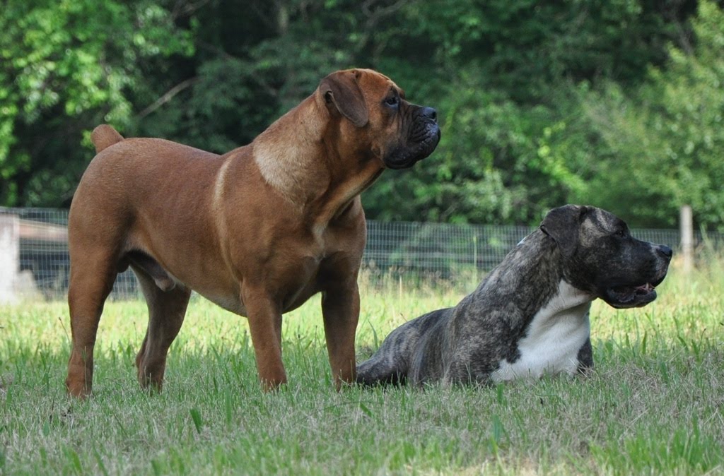 Boerboel Farm Dogs: The Red Dog and the Brindle