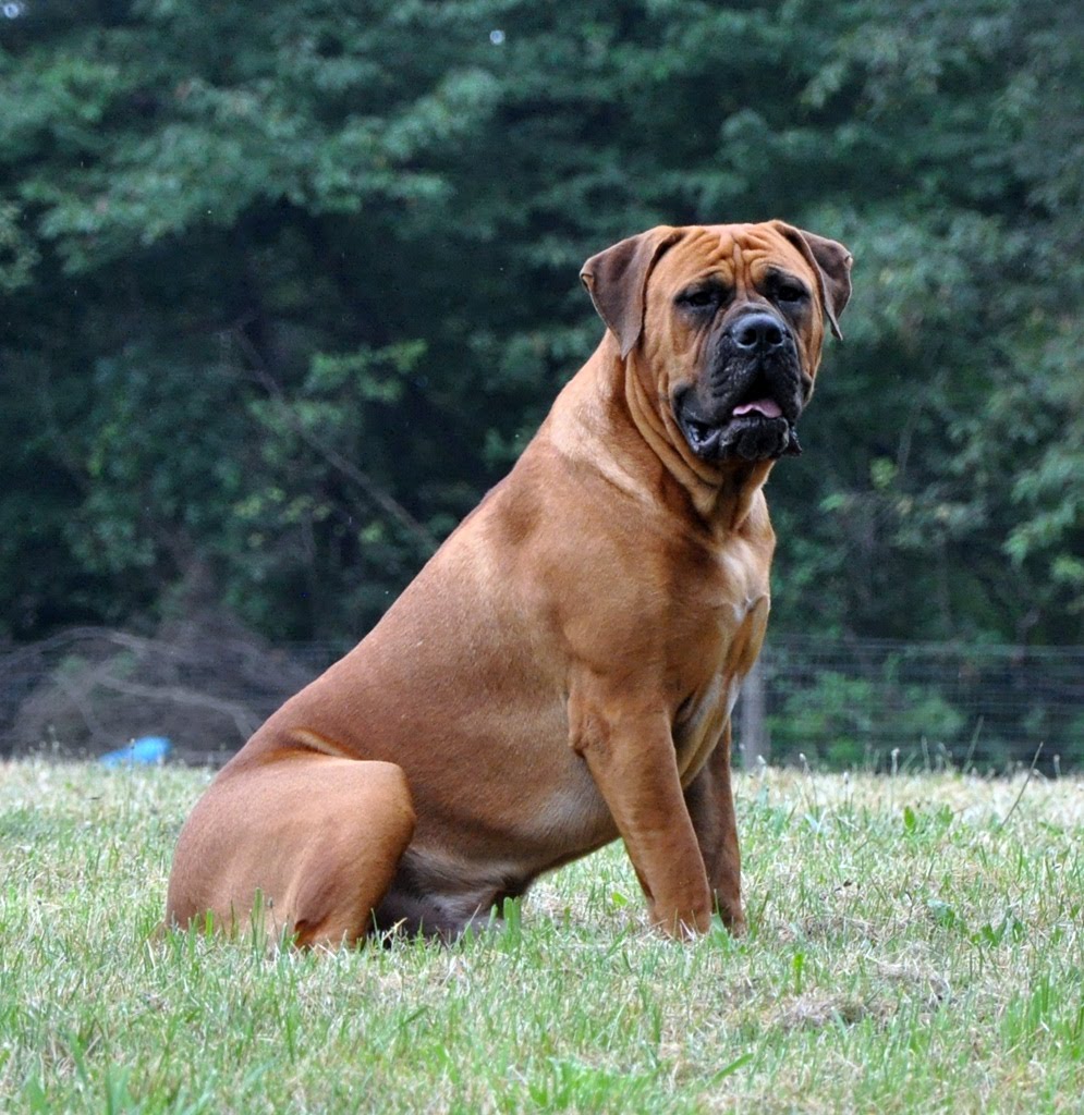Boerboel Farm Dogs: Growing Up
