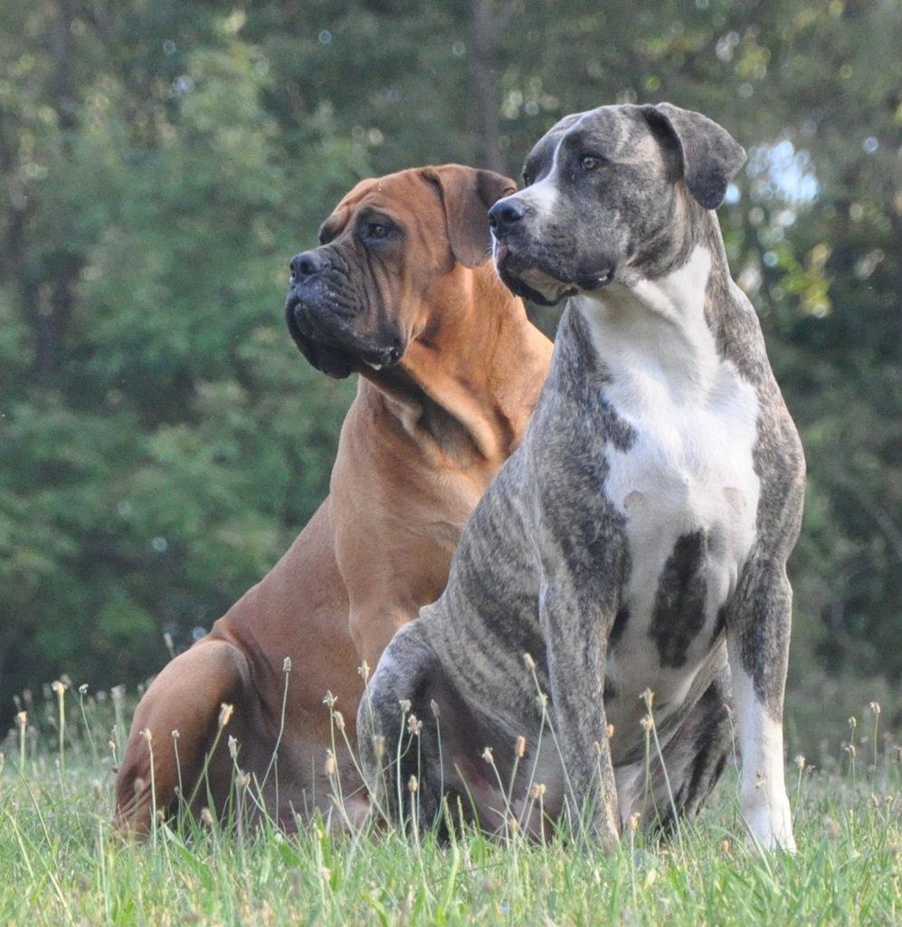 Boerboel Farm Dogs: Growing Up