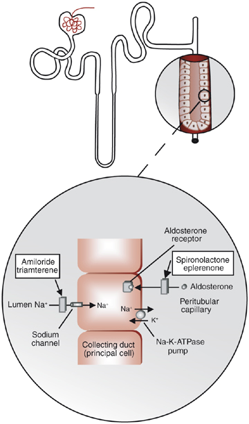 A L D O S T E R O N A: Antagonistas de la Aldosterona...