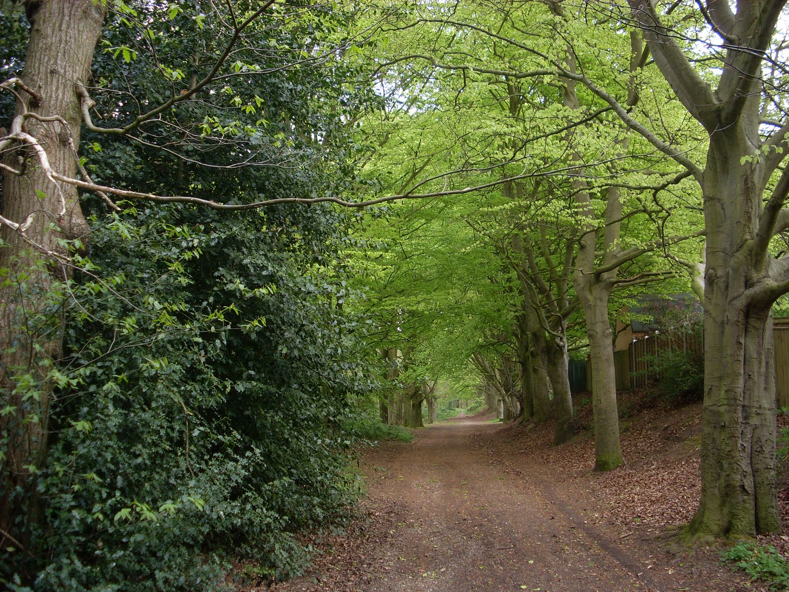 Walking in Norfolk and Suffolk: Norwich, Mousehold Heath, The Wensum ...