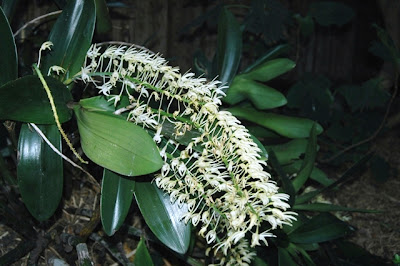 The Nature of Robertson: Rock Lilies, and Lily Rocks