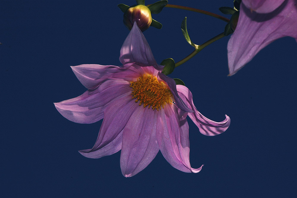 The Nature of Robertson: Tree Dahlia makes it to flowering stage.