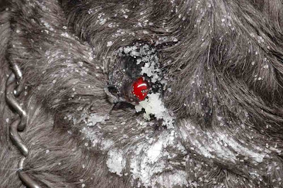 The Nature of Robertson: Leech attacks Lena, the Mini Schnauzer