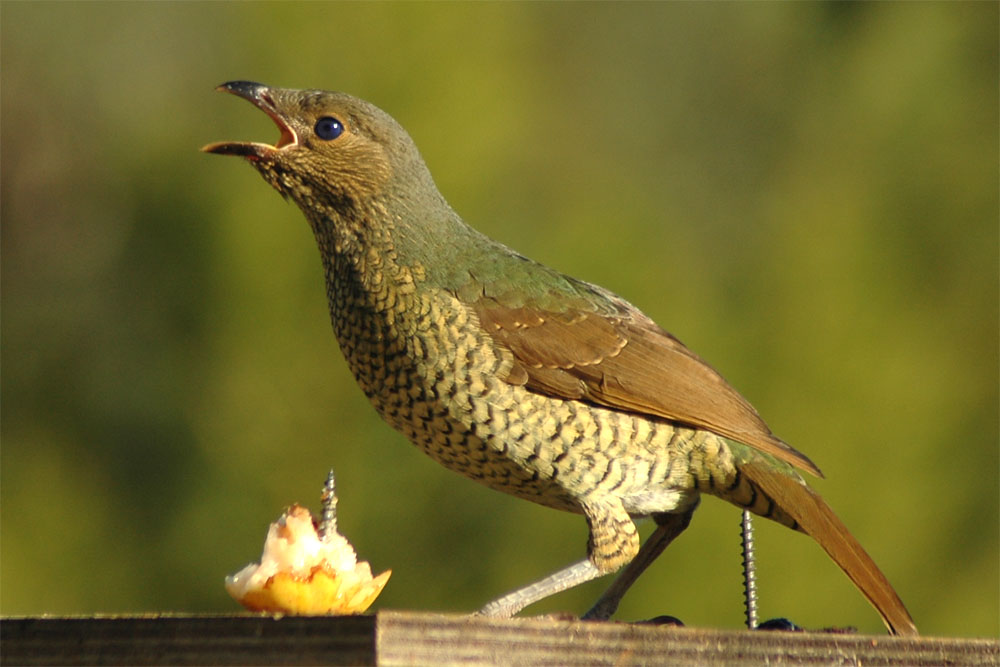 The Nature of Robertson: Satin Bowerbirds in all their Glory