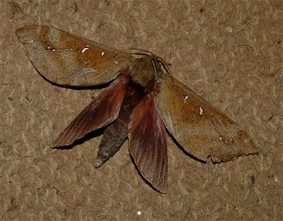 The Nature of Robertson: May 2008