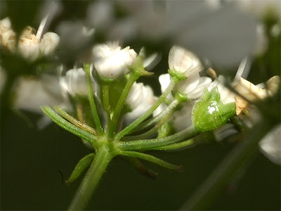 The Nature of Robertson: November 2008