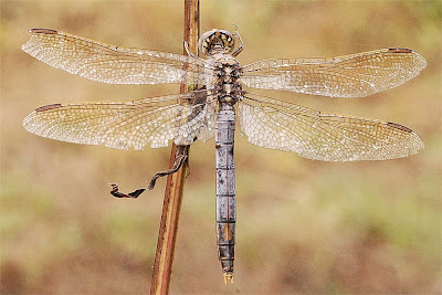 The Nature of Robertson: A Dragonfly for Mr Darwin.