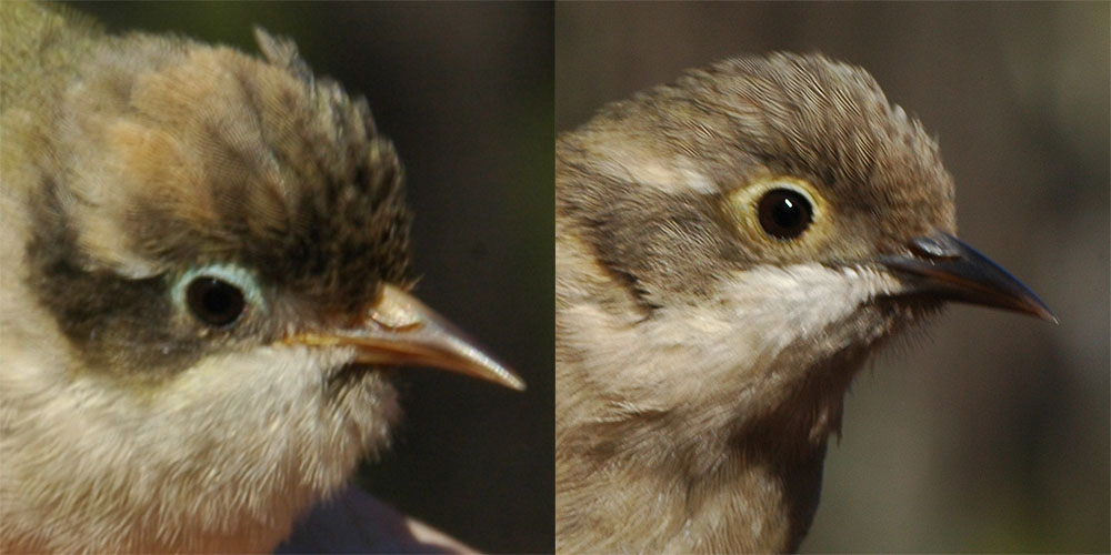 The Nature of Robertson: Birds of West Wyalong, NSW