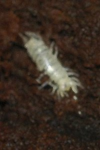 The Nature of Robertson: An long-lost Millipede rediscovered.