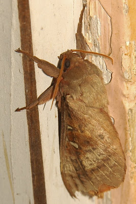 The Nature of Robertson: May 2009