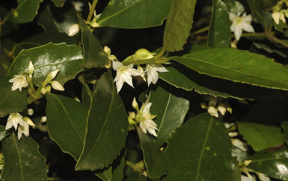 The Nature of Robertson: Sassafras Trees bursting into bloom