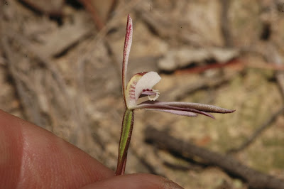The Nature of Robertson: Dark pink form of "dusky fingers" Orchid.