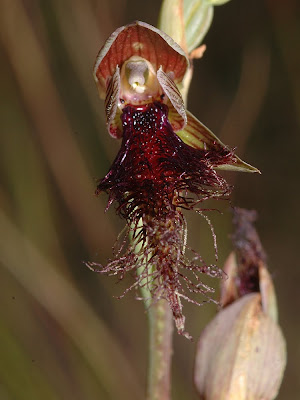 The Nature of Robertson: Beard Orchids - two species.